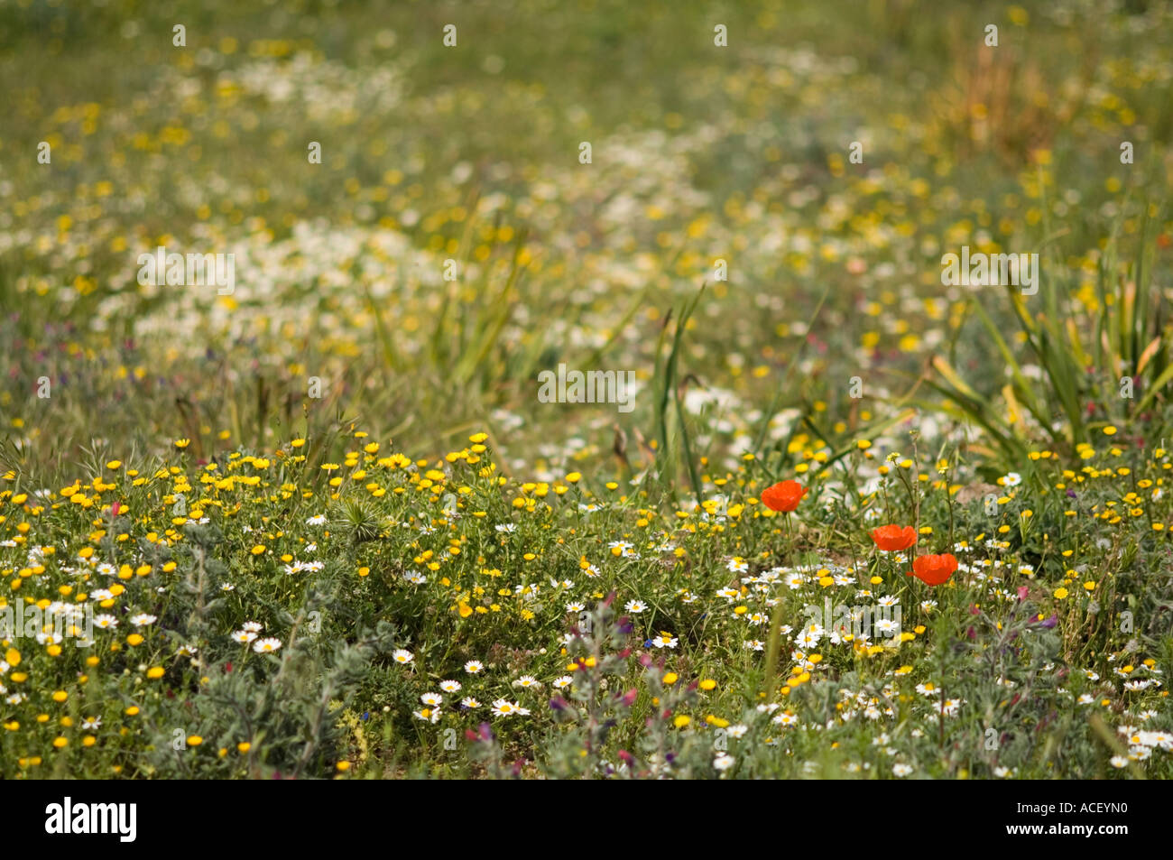 Flowering meadow with poppies, Northern Cyprus, Mediterranean, Europe ...