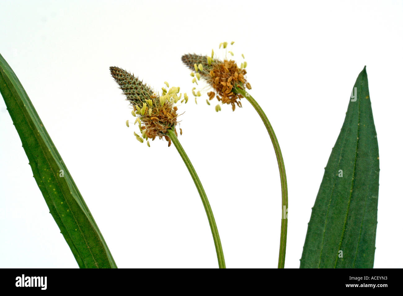 Ribgrass Plantago lanceolata Stock Photo - Alamy