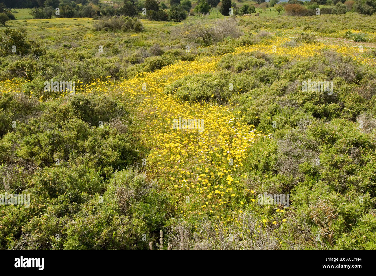Flowering meadow, Northern Cyprus, Mediterranean, Europe Stock Photo ...