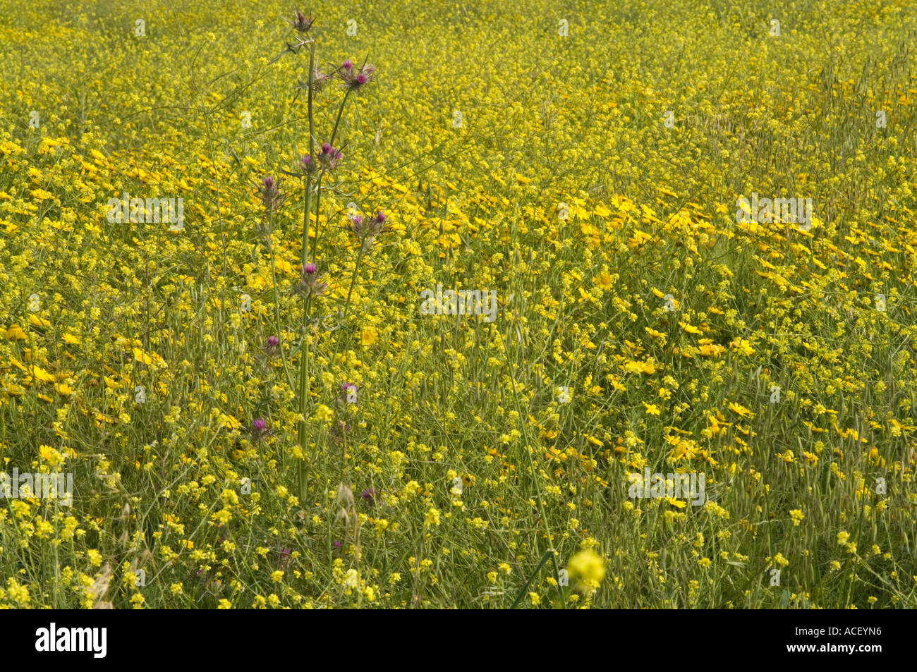 Flowering meadow, Northern Cyprus, Mediterranean, Europe Stock Photo ...