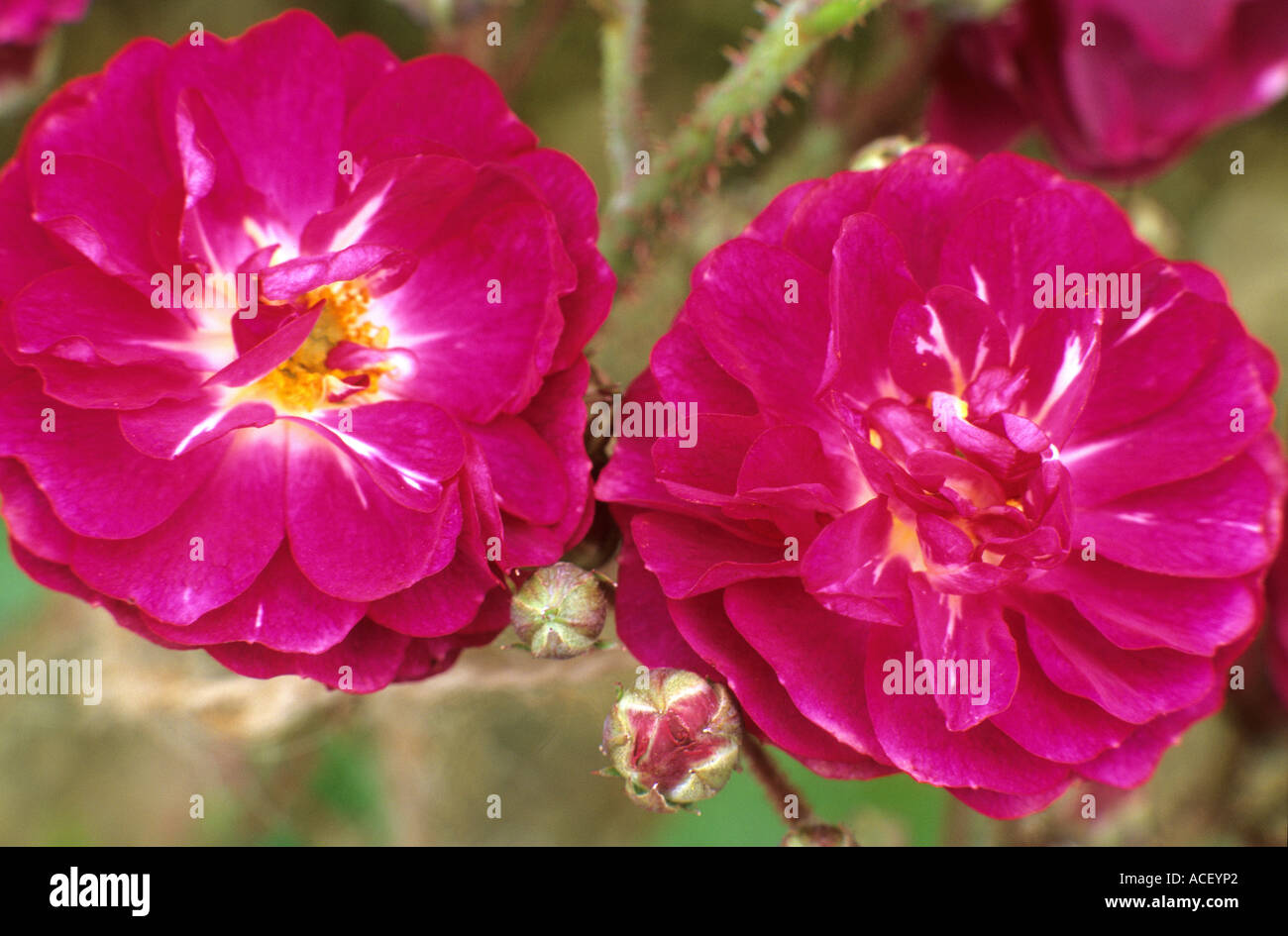 Baby faurax hi-res stock photography and images - Alamy