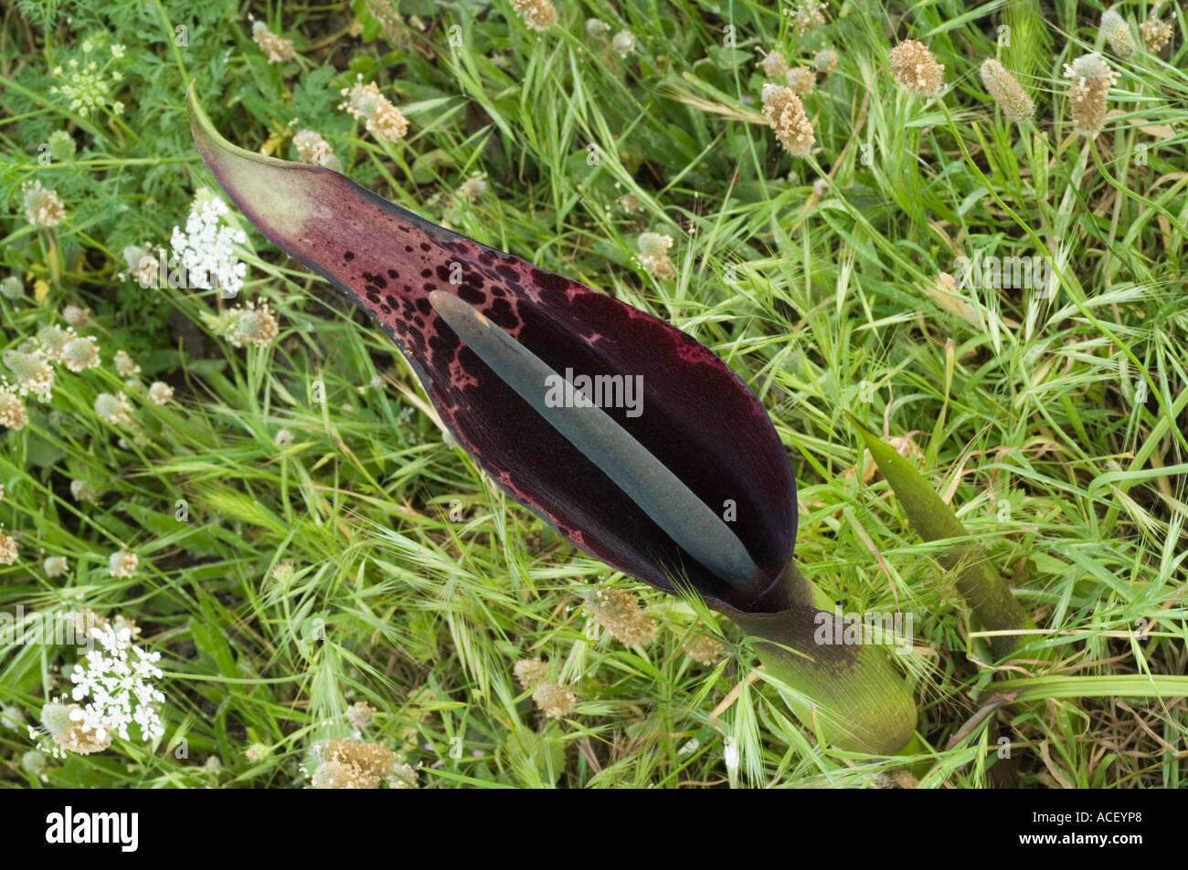 Dioscoridis High Resolution Stock Photography and Images - Alamy
