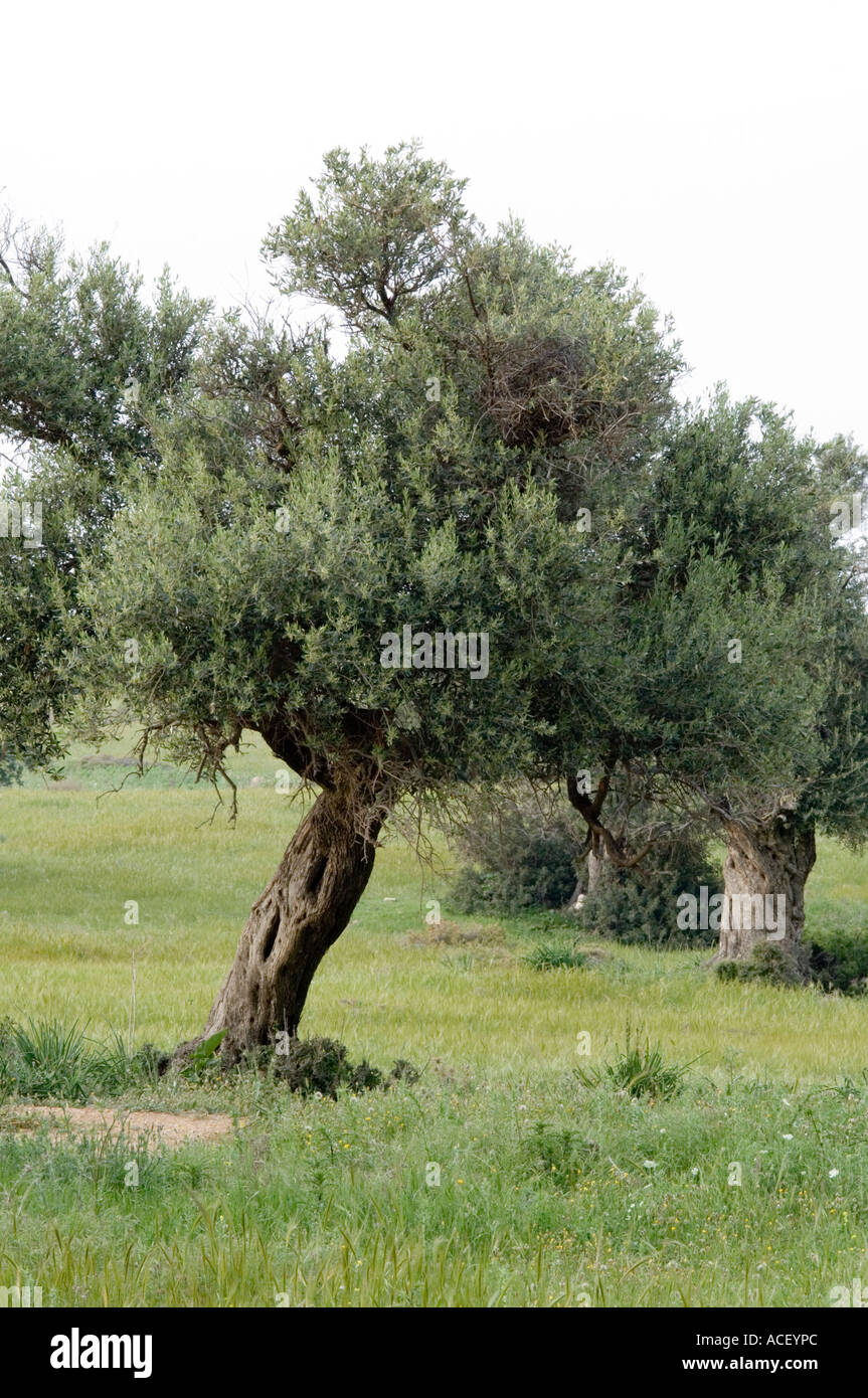 Olive tree (Olea europaea) Northern Cyprus Turkey Mediterranean Europe ...
