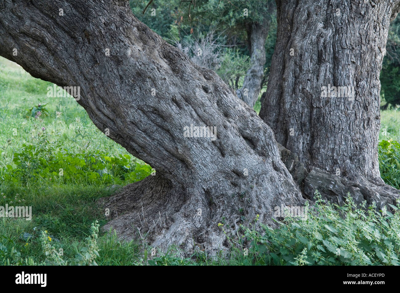 Olive tree (Olea europaea) Northern Cyprus, Europe Stock Photo - Alamy