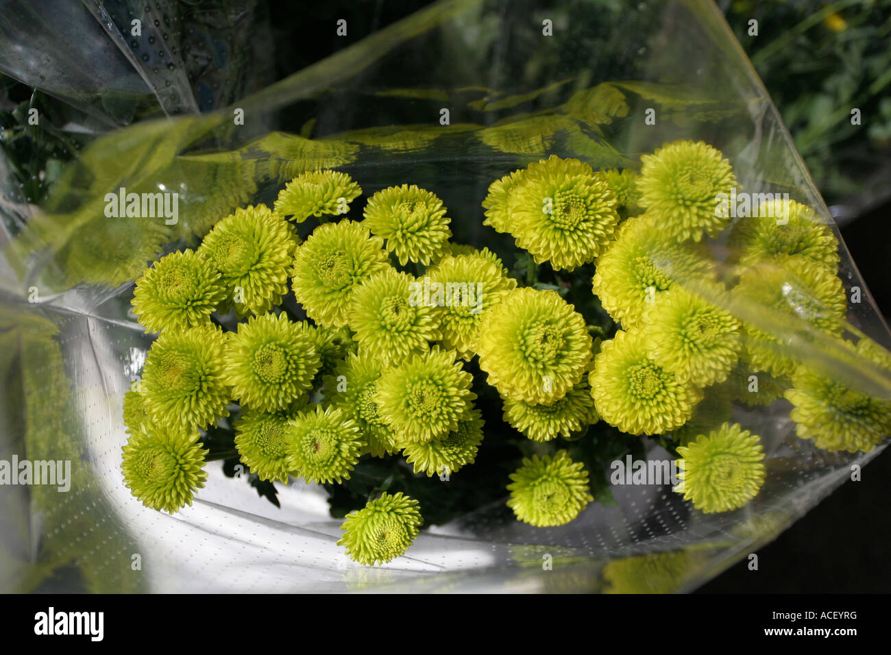 Chartreuse green flowers hi-res stock photography and images - Alamy