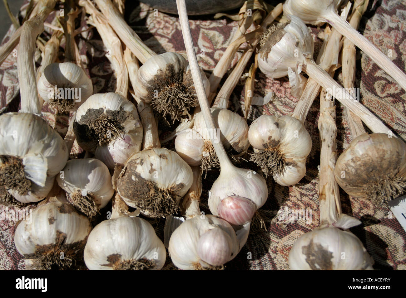 garlic bulbs raw long Stock Photo - Alamy