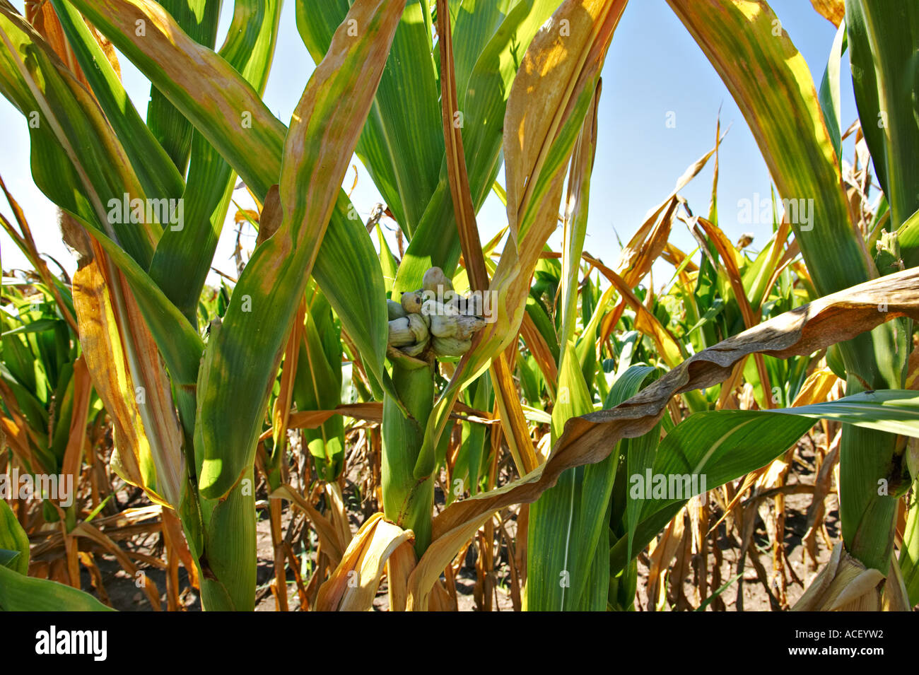 ILLINOIS Near Harvard Field corn in summer during drought short stalks ...