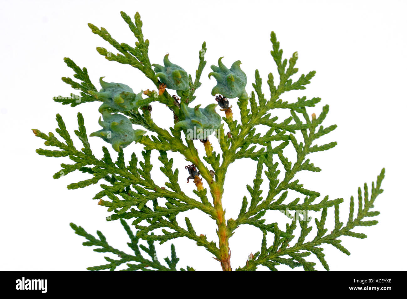 Northern white cedar or arborvitae Thuja occidentalis Stock Photo - Alamy