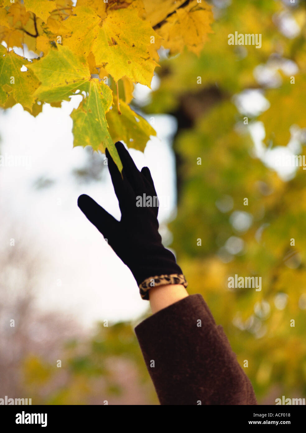 Hand wearing a black glove reaching for a tree leaf in autumn Stock ...