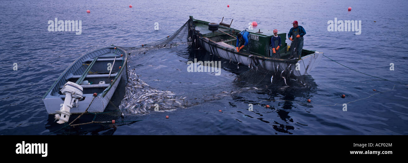 Panorama Fishing boats net with fish Stock Photo - Alamy