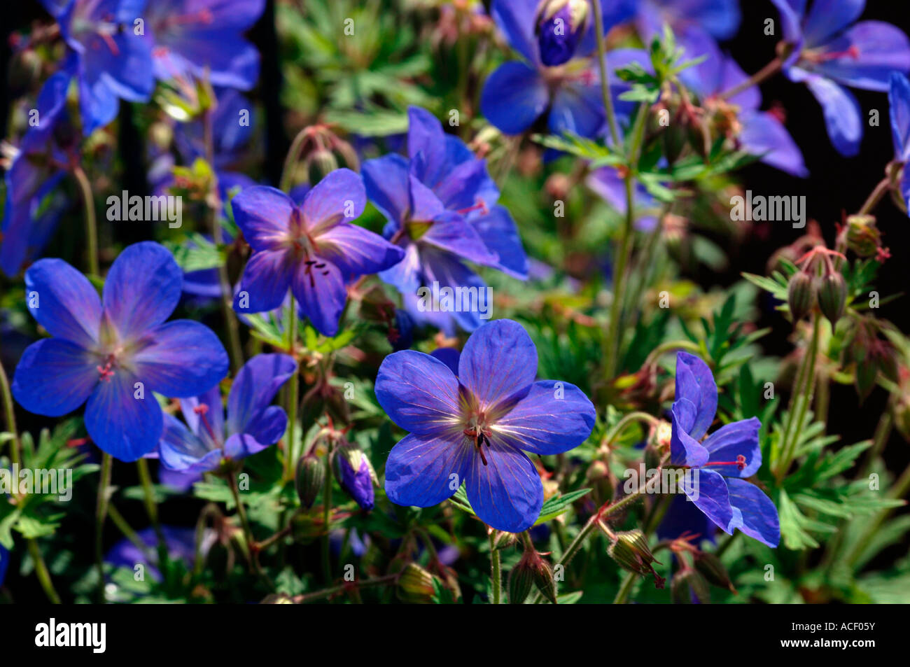 A Species Of Geranium Flowers Outside In A Garden Enviroment Stock ...