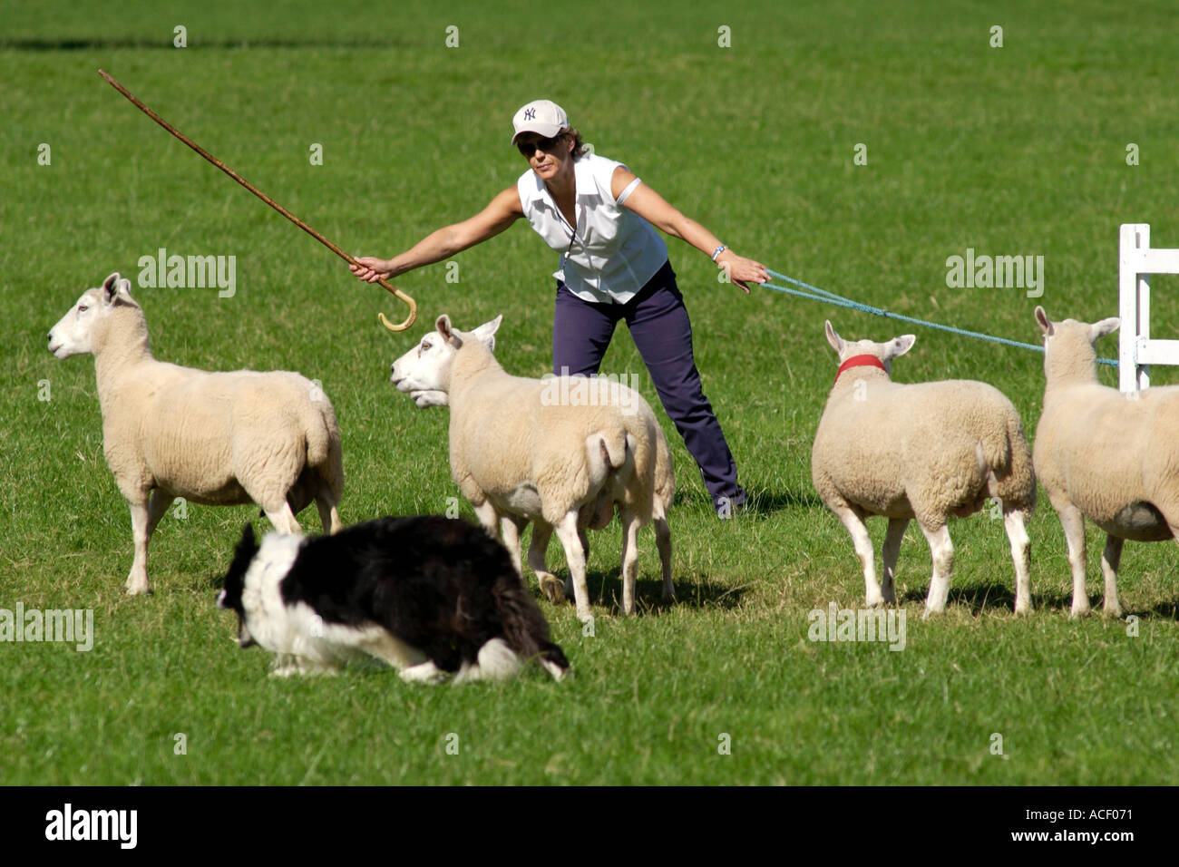 Woman shepherdess with flock of sheep hi-res stock photography and ...