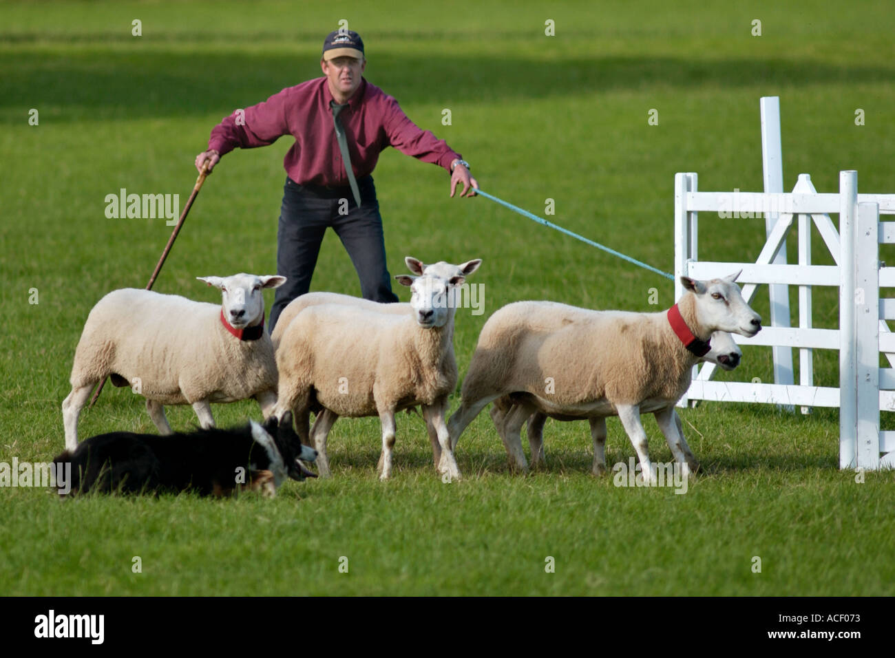 Wales sheep shepherd hi-res stock photography and images - Alamy