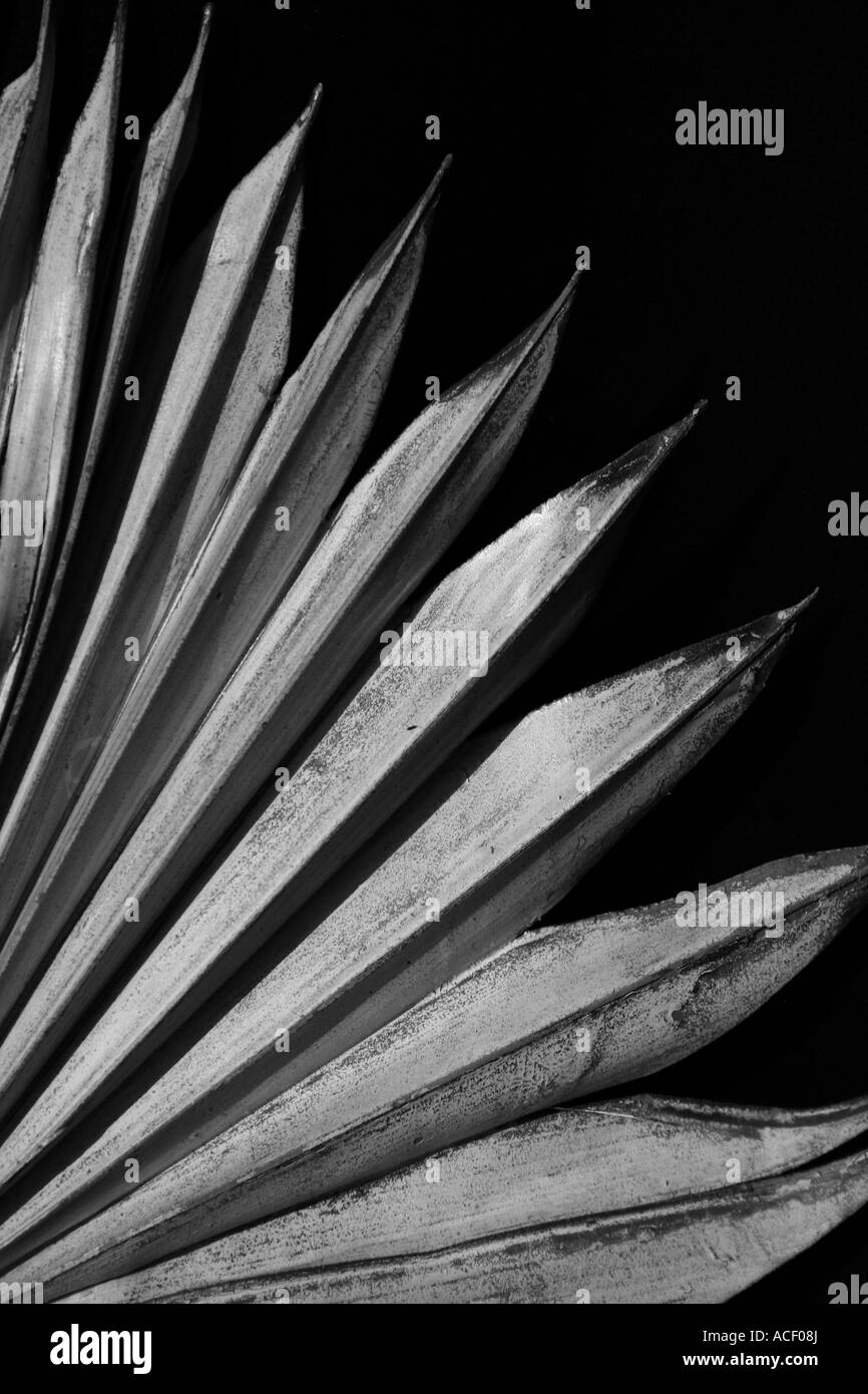 Sharp angular leaf hi-res stock photography and images - Alamy