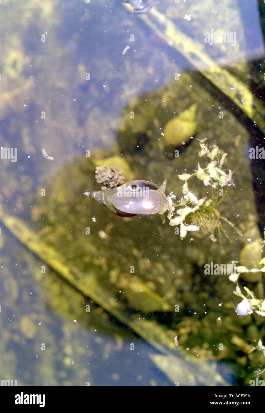 Limnaea stagnalis snail pond hi-res stock photography and images - Alamy