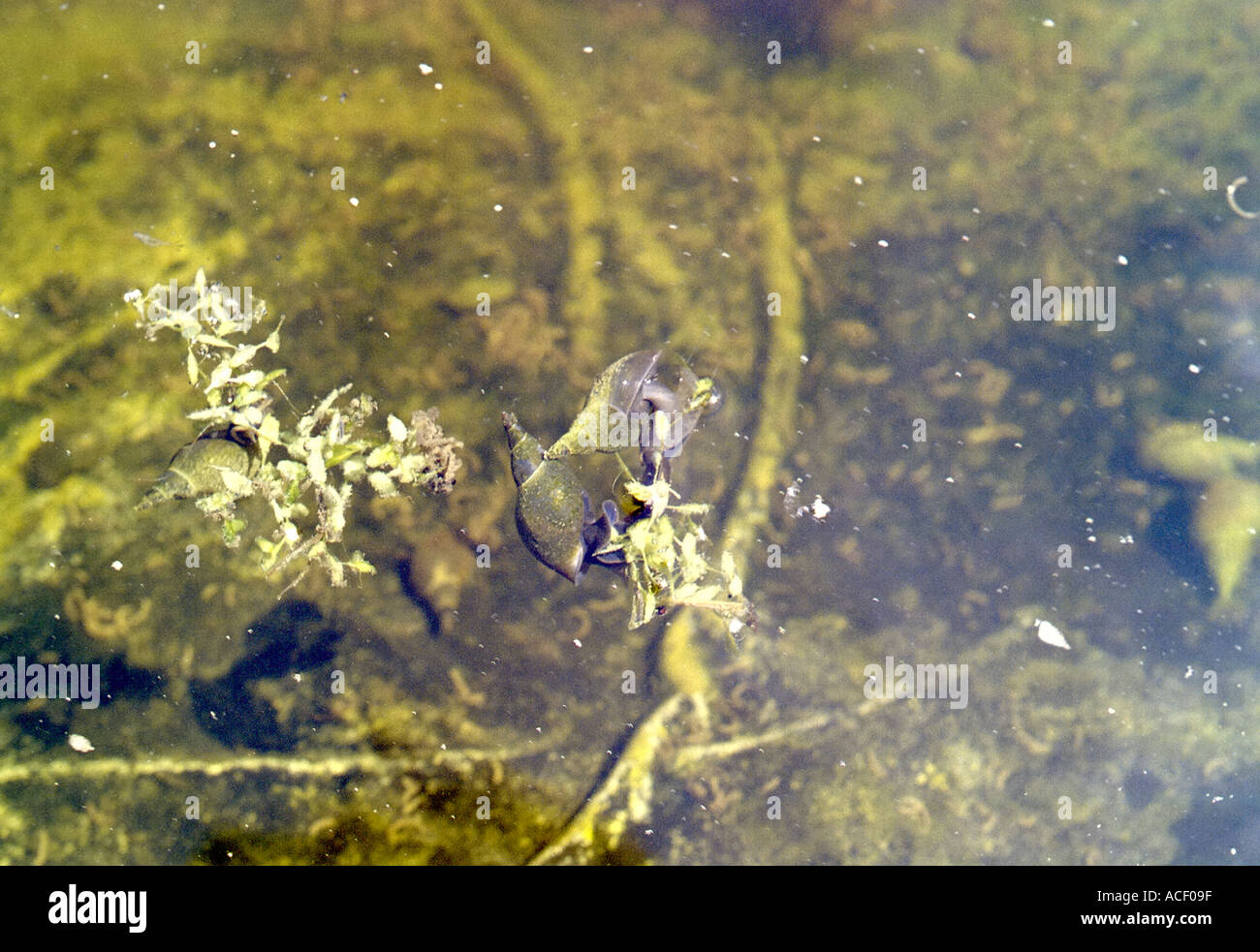 Limnea hi-res stock photography and images - Alamy