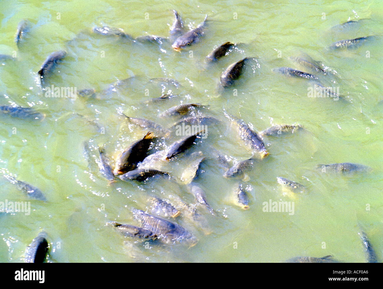 Surfacing carp hi-res stock photography and images - Alamy