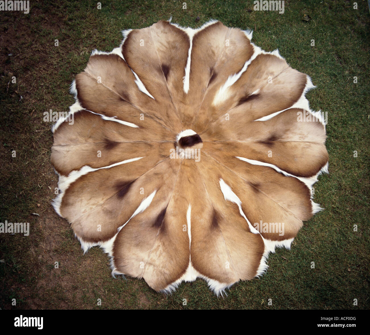 Back skin of african springbok made into circle rug Stock Photo - Alamy