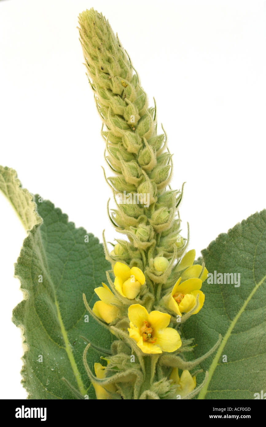 Verbascum thapsus leaf isolated hi-res stock photography and images - Alamy