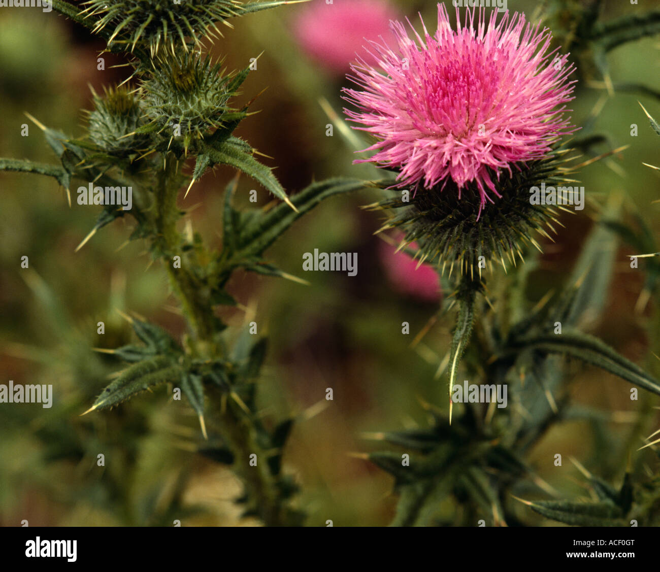 Prickly thistle stems hi-res stock photography and images - Alamy