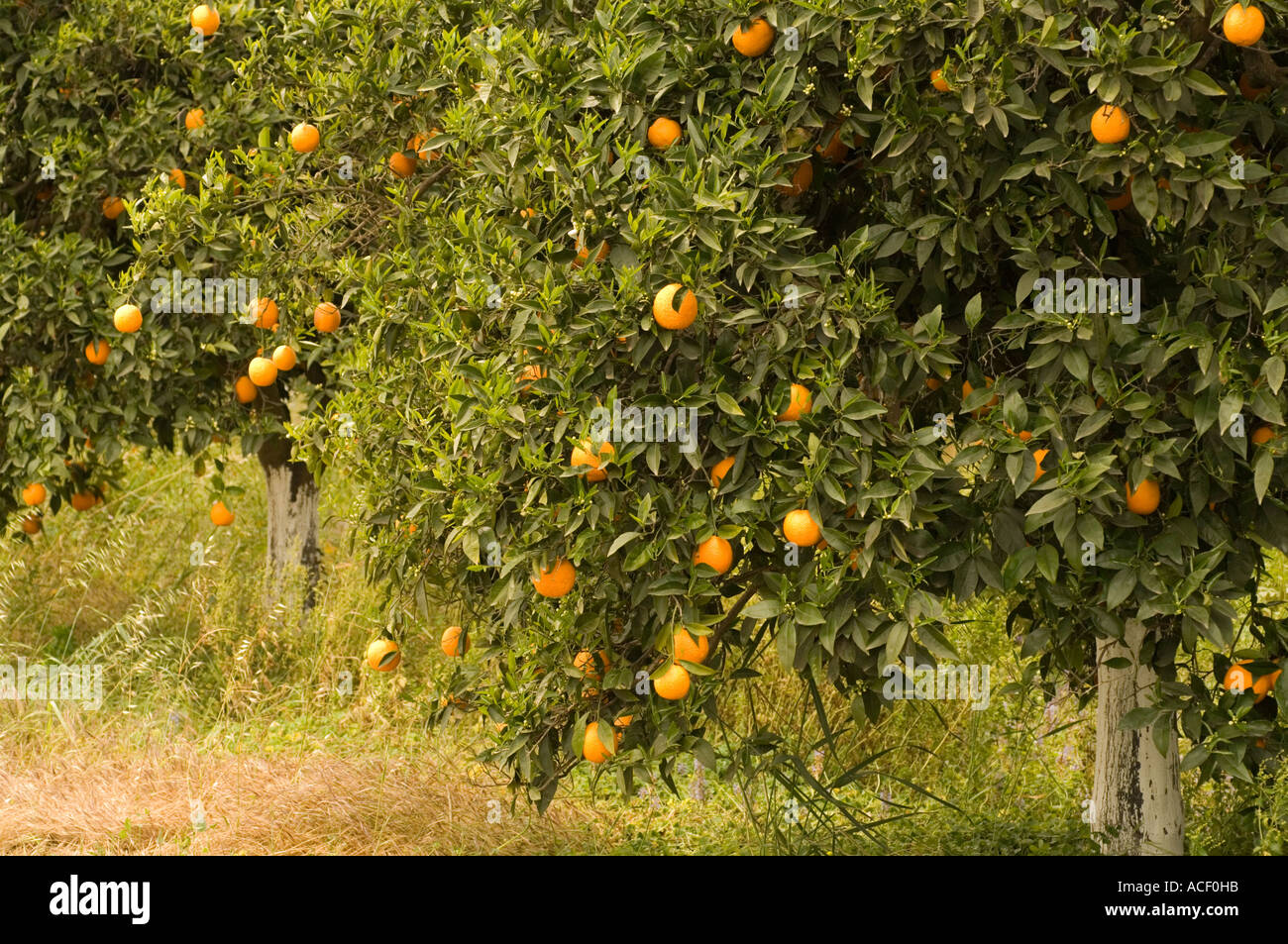 Orange Trees (Citrus aurantium) with fruit Northern Cyprus Turkey ...