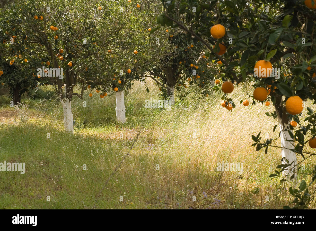 Orange (Citrus aurantium) grove, trees with fruit and whitewash trunks ...