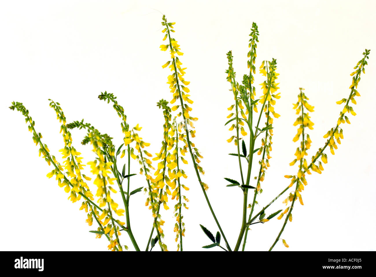 Common Melilot Melilotus officinalis Stock Photo - Alamy