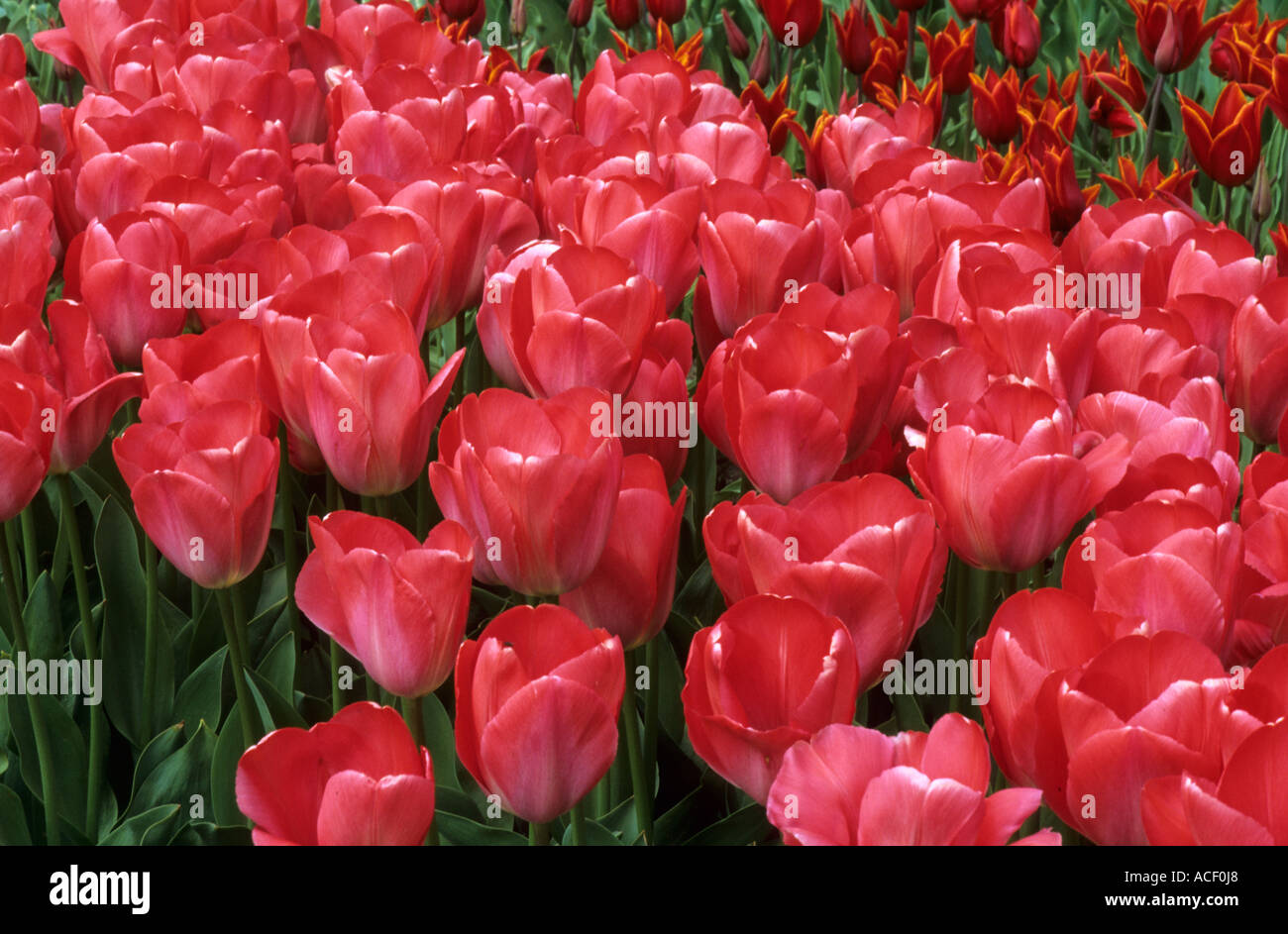 Tulipa Van Eijk Stock Photo - Alamy