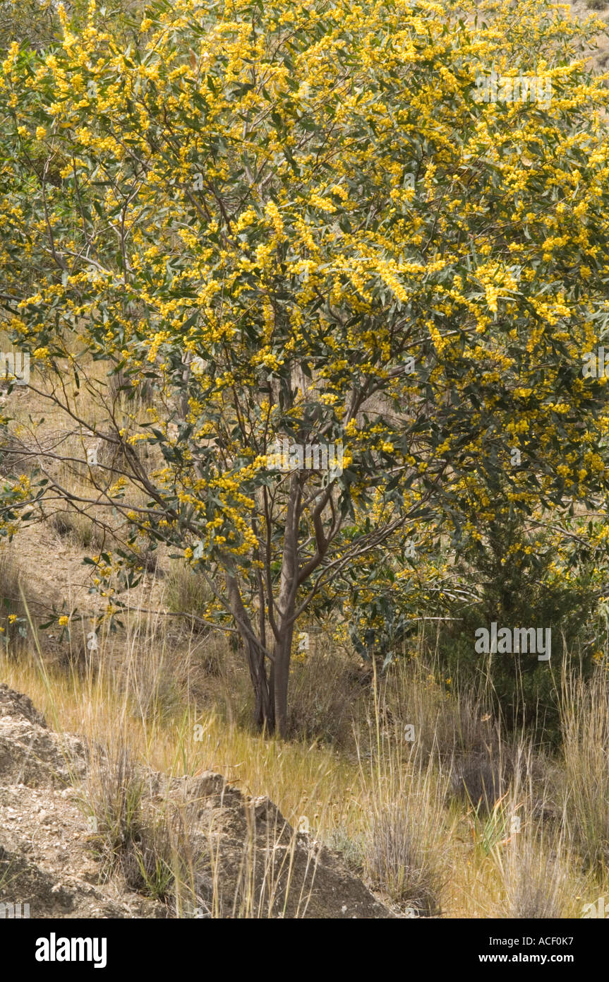 Golden wattle, acacia trees path hi-res stock photography and images ...