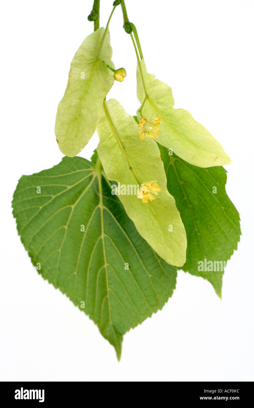 Common lime tree linden Tilia platyphyllos cordata Stock Photo - Alamy