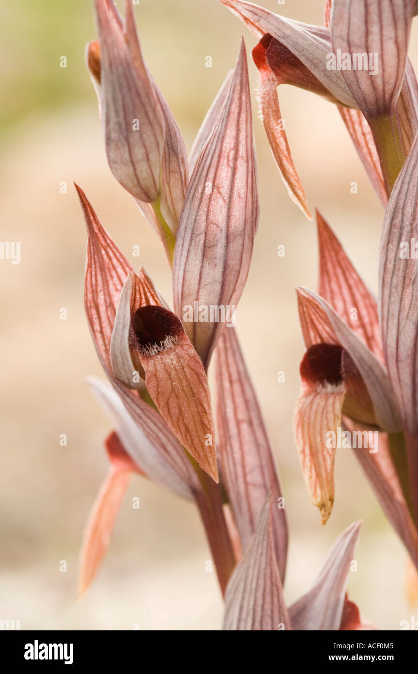 The Long Lipped Orchid Serapias (Serapias vomeracea) flower wild, Vouni ...