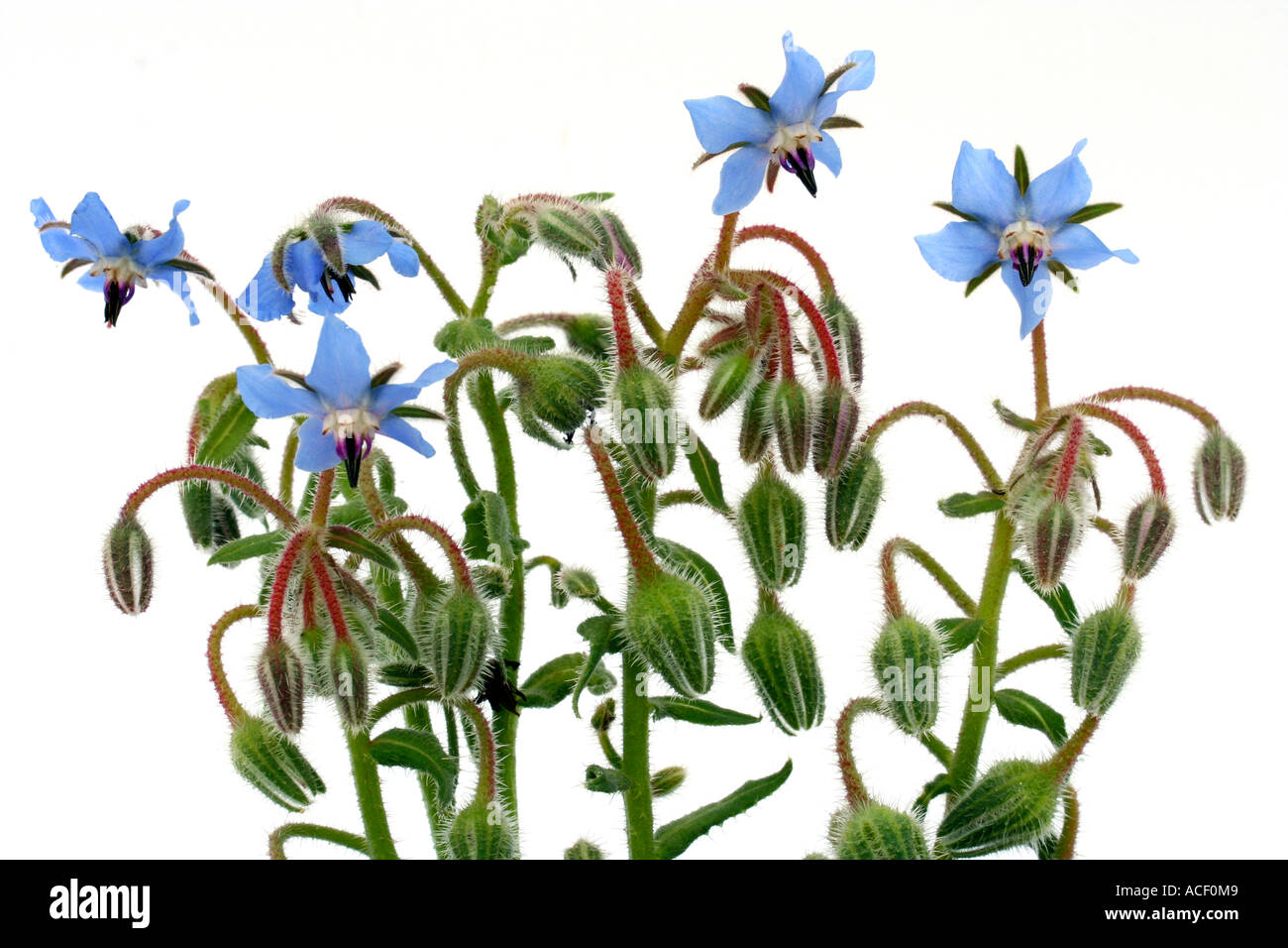 Borage Borago officinalis Stock Photo - Alamy