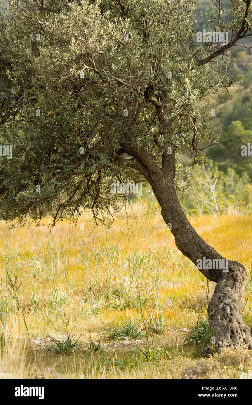 Olive tree, Olea europaea, Northern Cyprus Turkey Mediterranean Europe ...