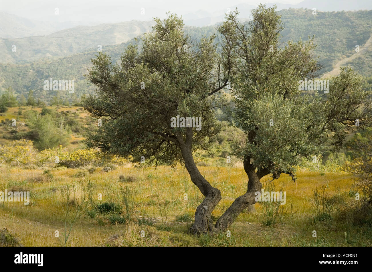 Olive tree, Olea europaea, Northern Cyprus, Europe Stock Photo - Alamy