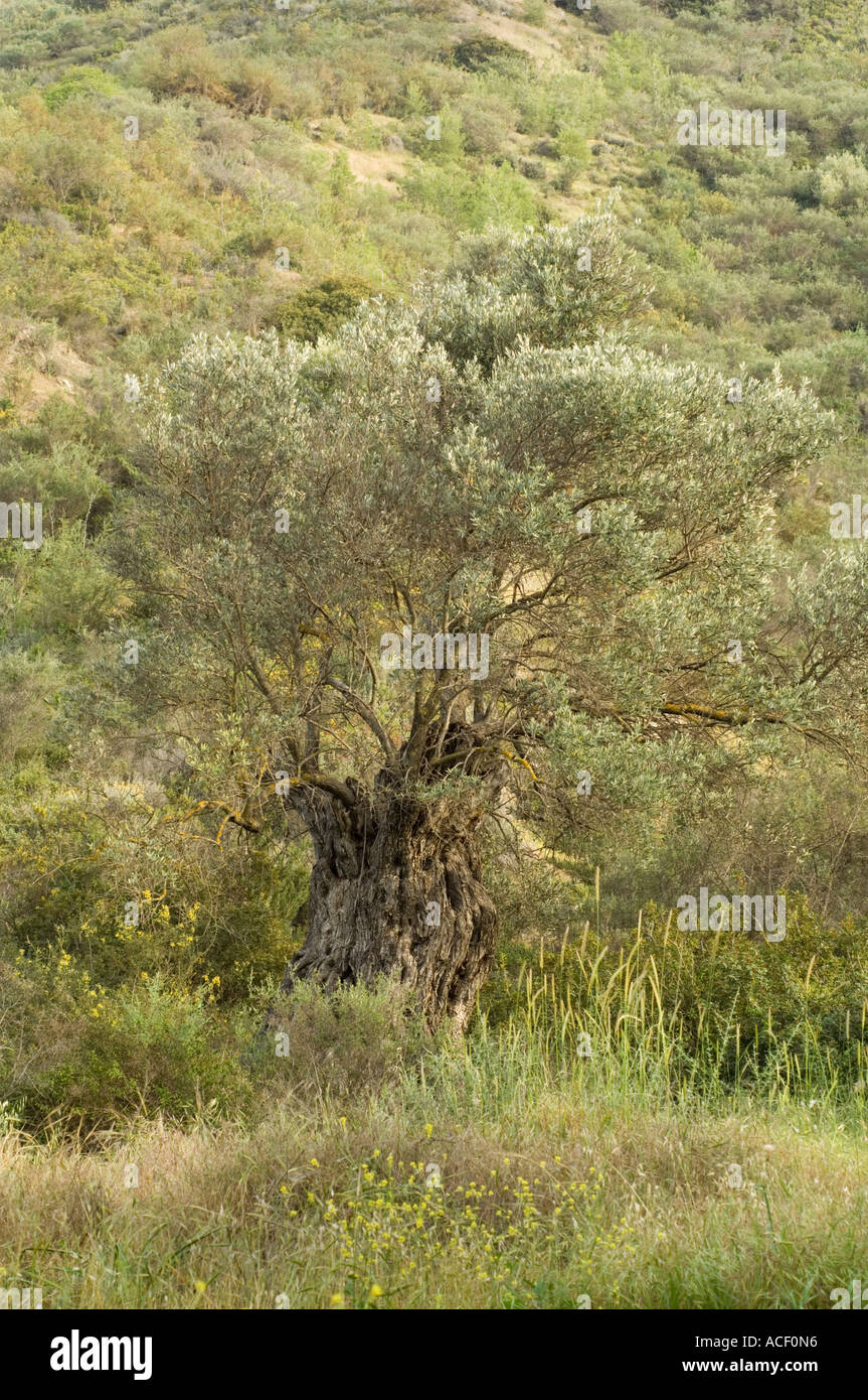 Olive tree, Olea europaea, Northern Cyprus, Europe Stock Photo - Alamy