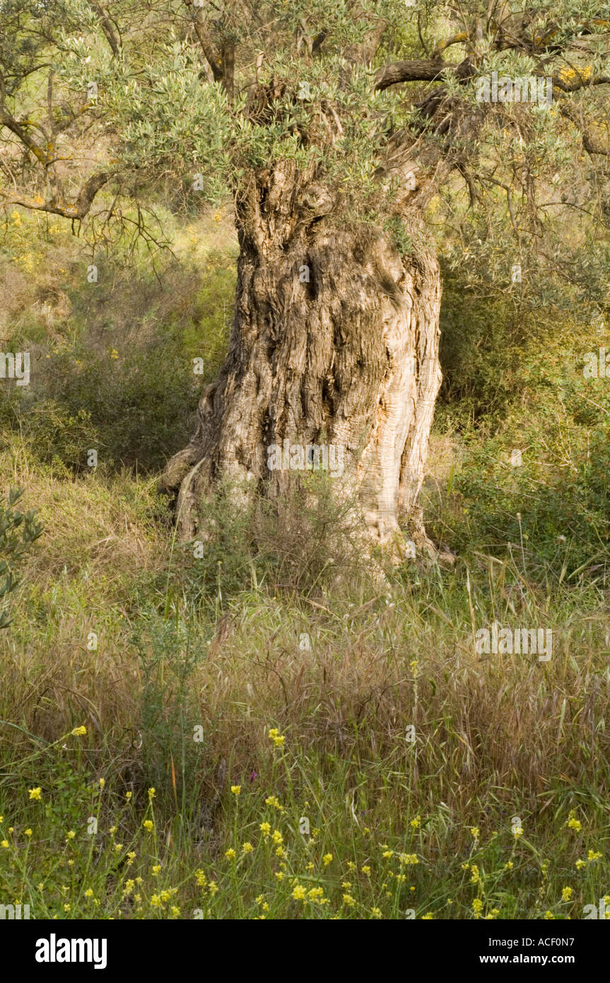 old olive tree (Olea europaea) Northern Cyprus Turkey Mediterranean ...