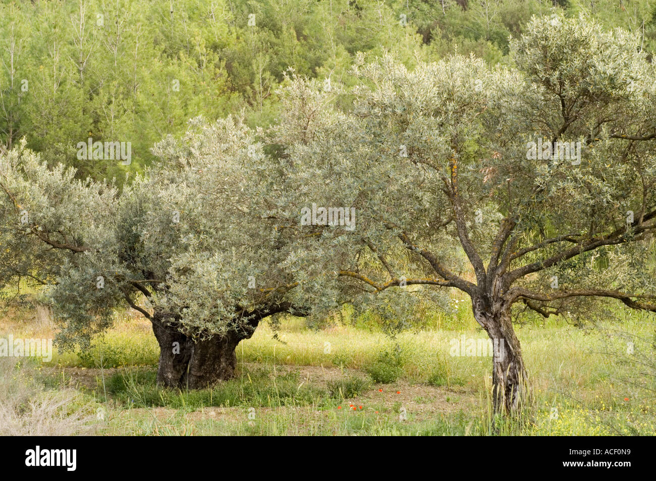 Olive trees (Olea europaea) Northern Cyprus Turkey Mediterranean Europe ...