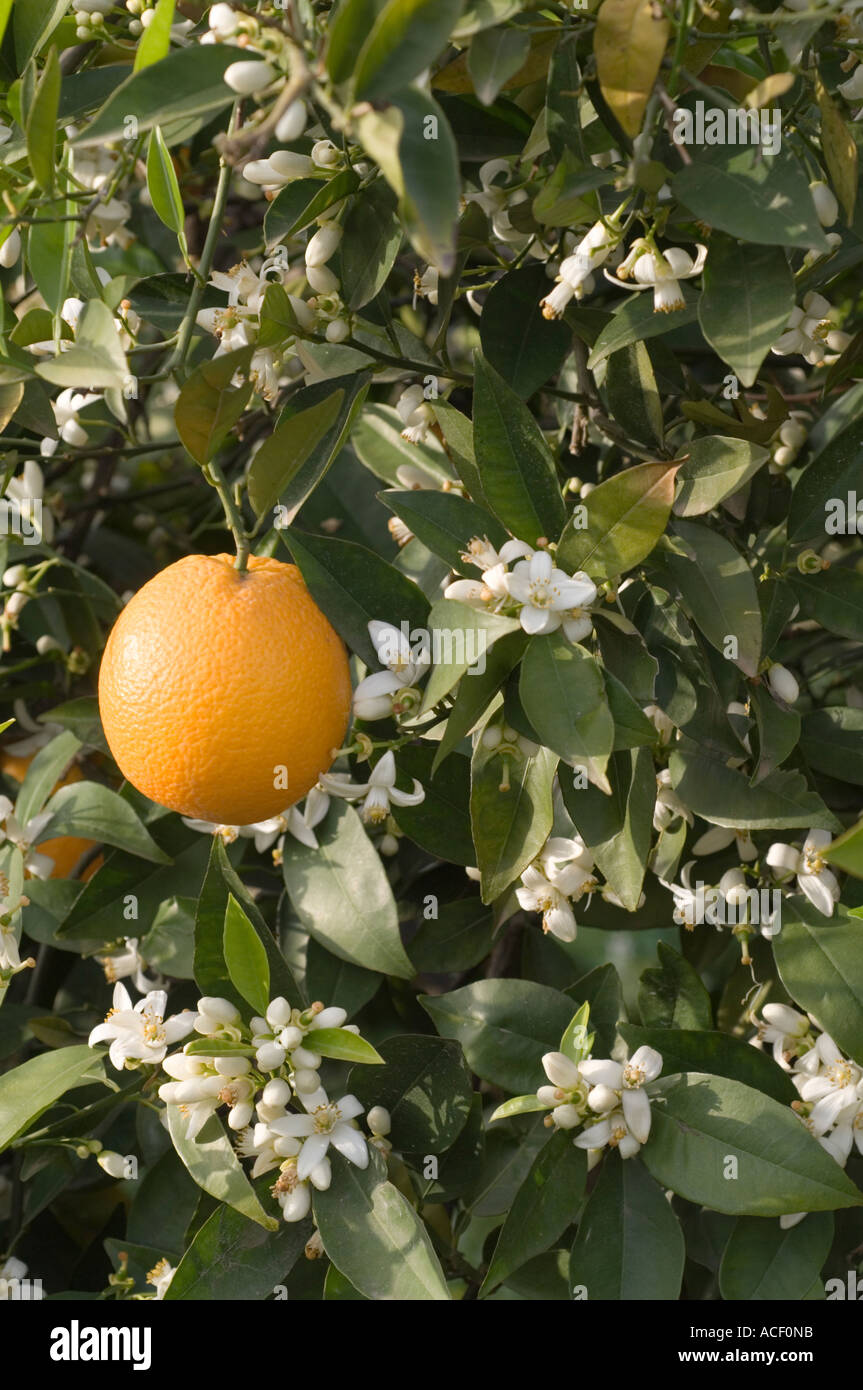 Aurantium hi-res stock photography and images - Alamy