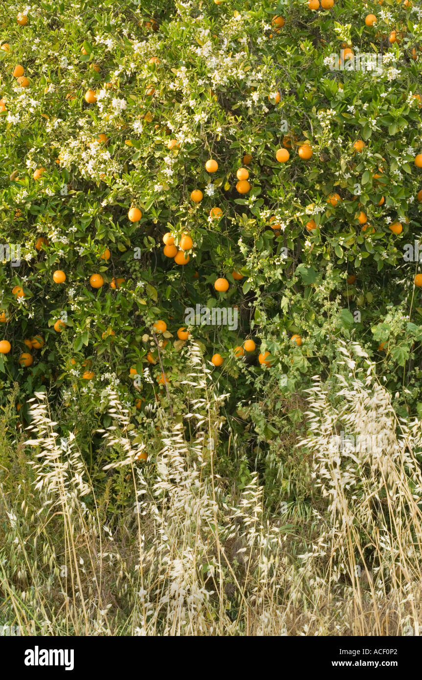 Orange tree (Citrus aurantium) with fruit and blossom, Northern Cyprus ...