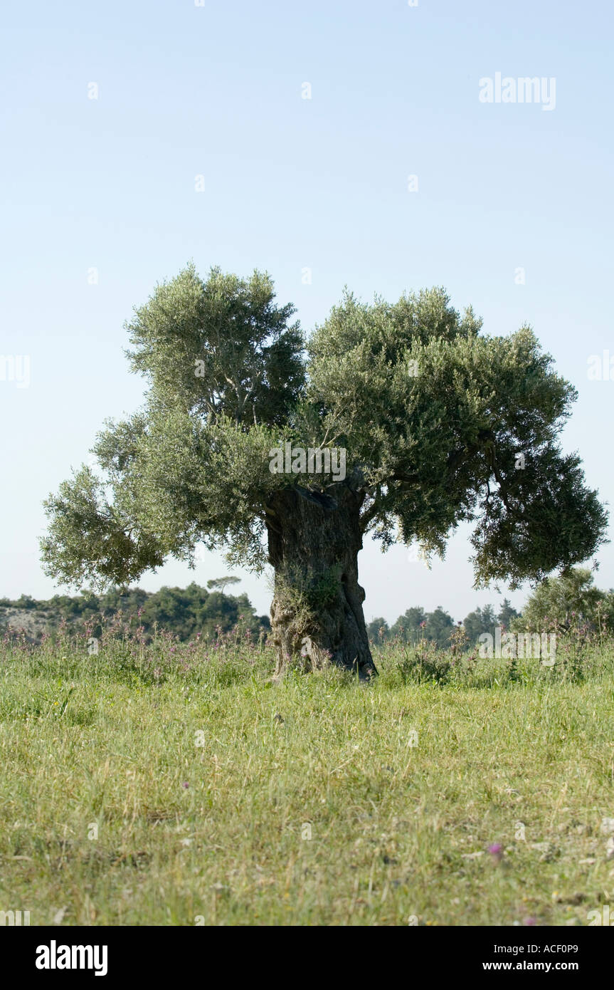 Olive tree, Olea europaea, Northern Cyprus, Europe Stock Photo - Alamy
