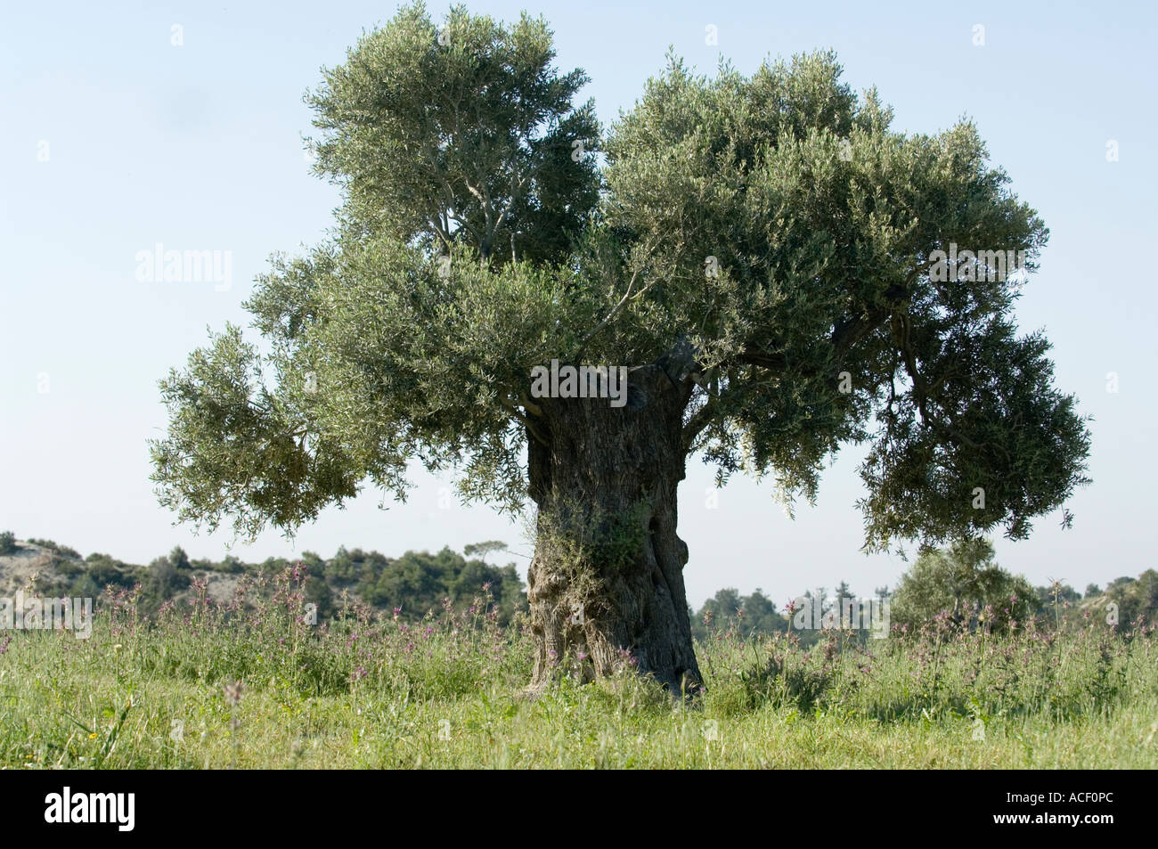Olea europaea planting hi-res stock photography and images - Alamy