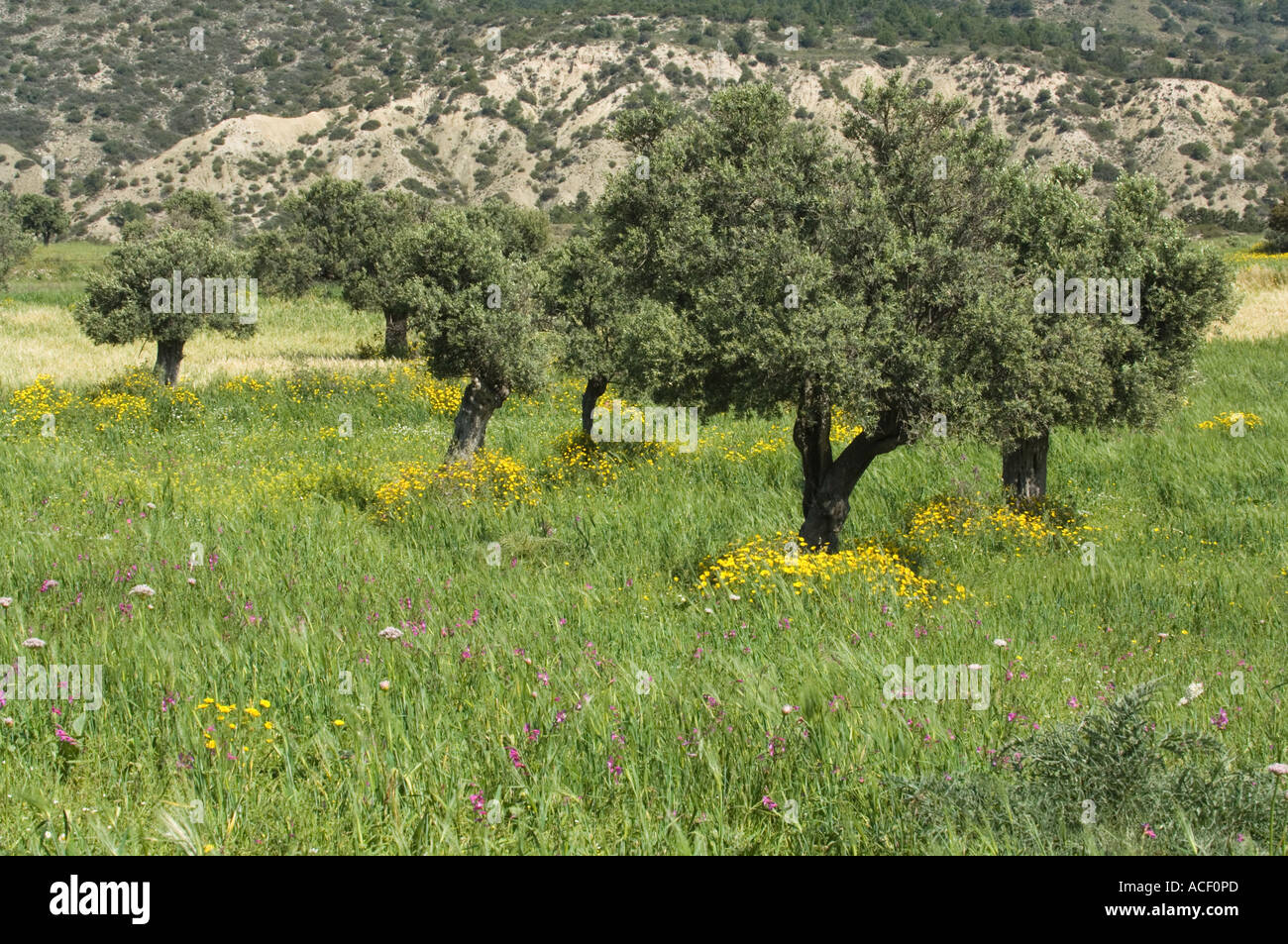 Olive grove, Olea europaea, Northern Cyprus Turkey Mediterranean Europe ...