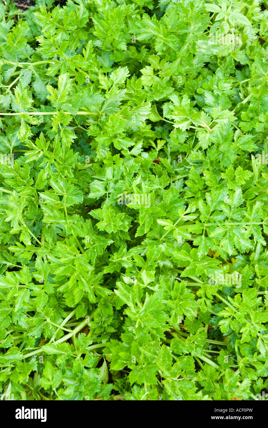 Wild celery apium graviolens Stock Photo - Alamy