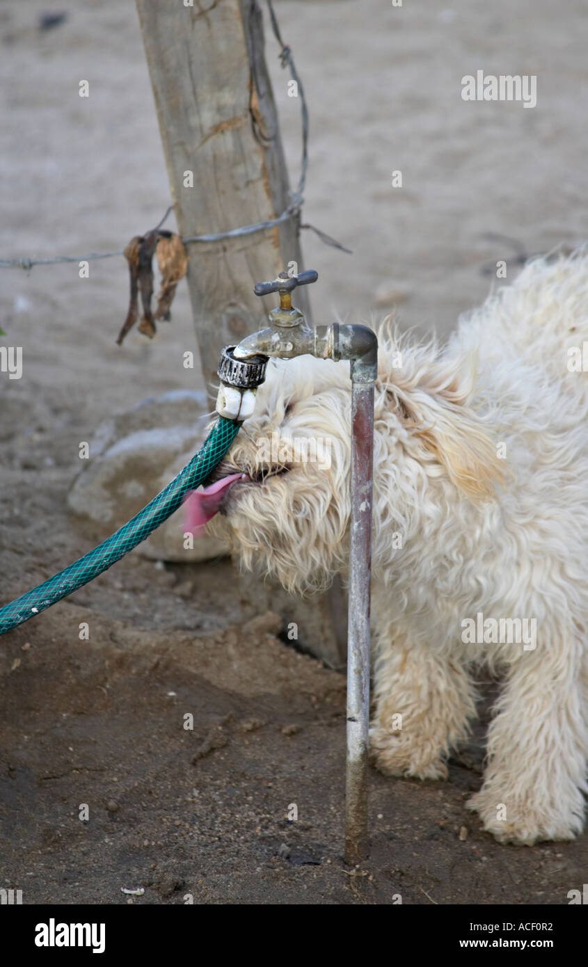 MEXICO La Paz Small white dog lap drips of water from garden house ...