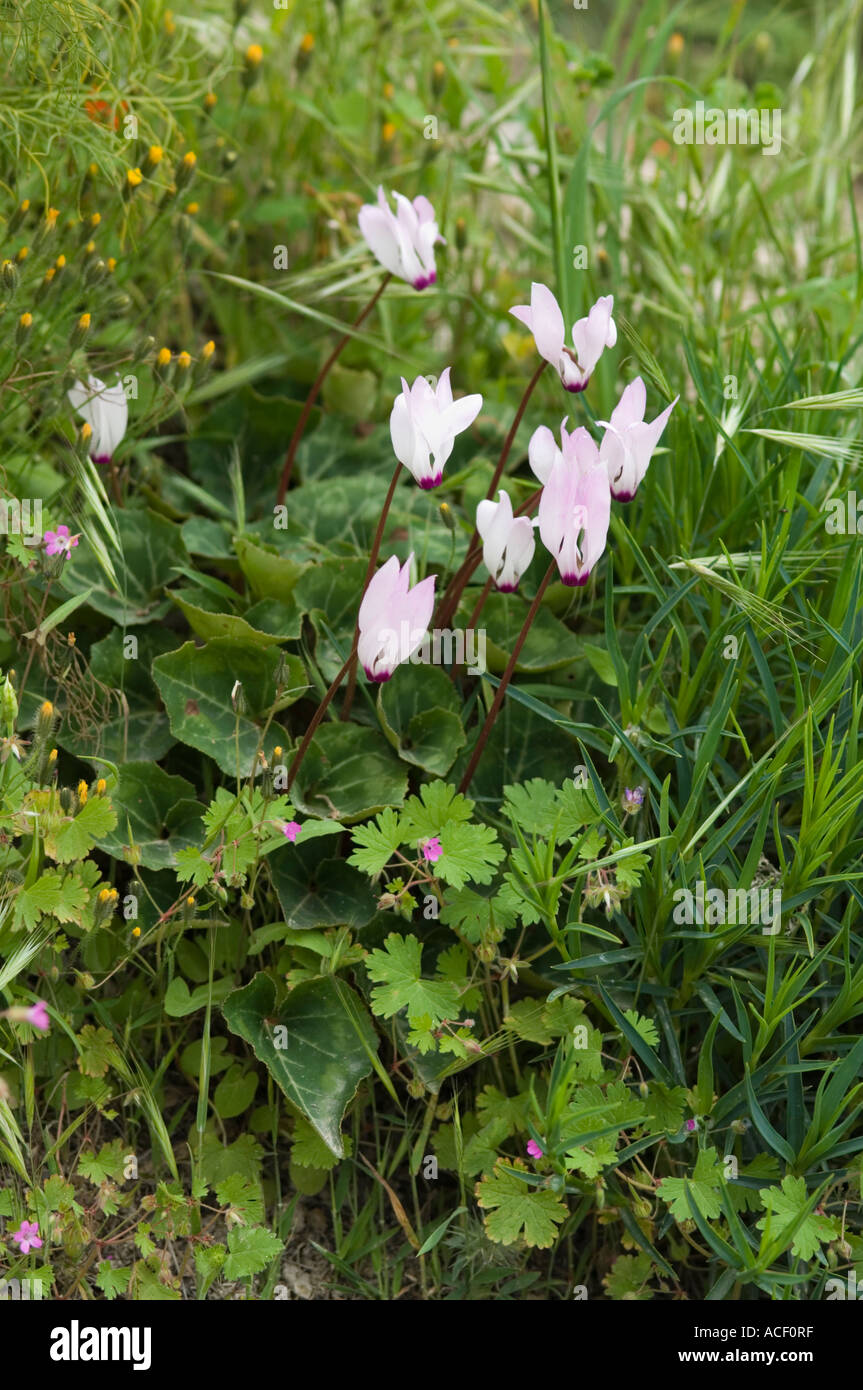 Wild cyclamen growing on the grounds of Kantara Kalesi Castle, Northern ...