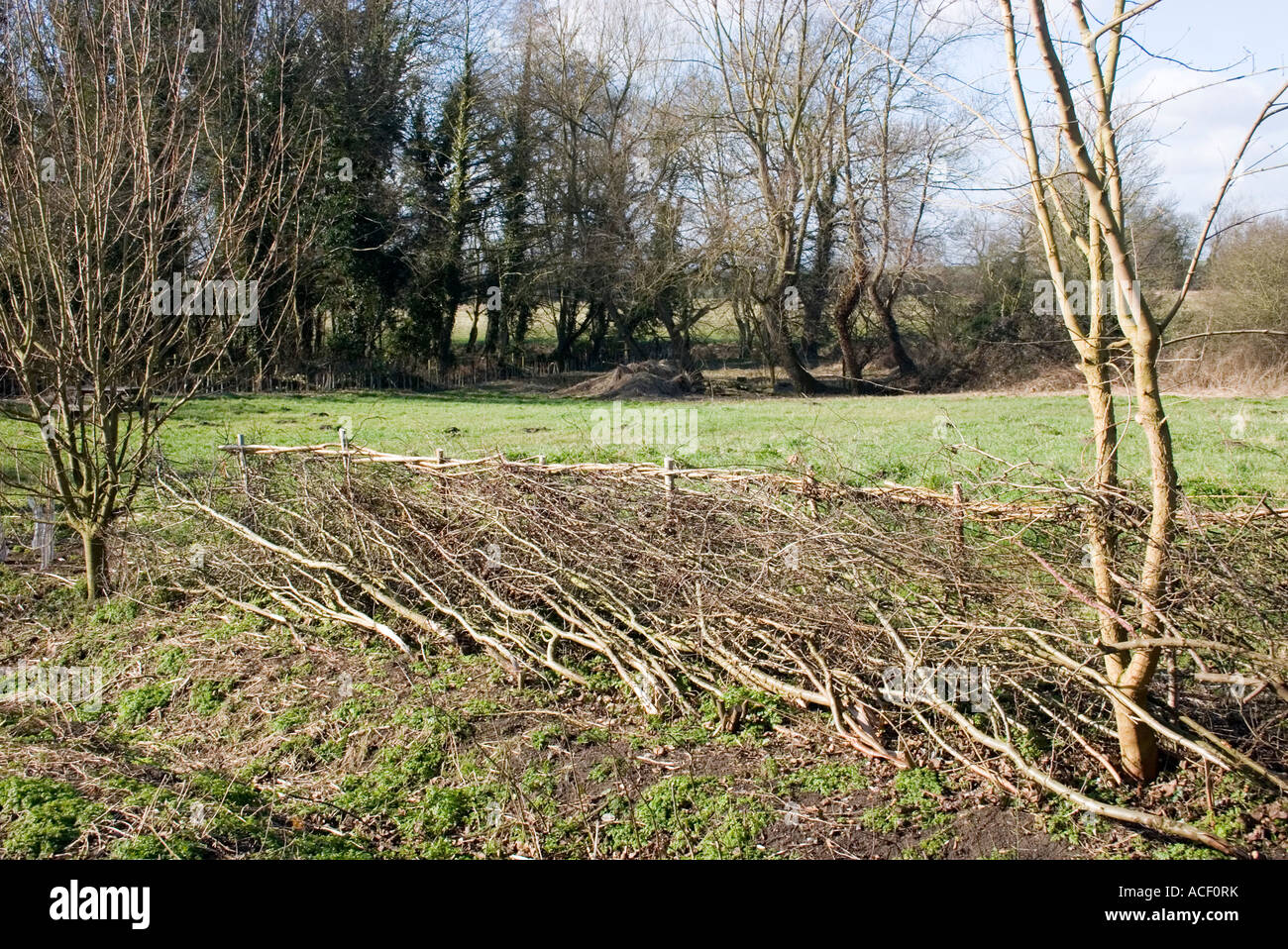 Hedge laying britain hi-res stock photography and images - Alamy