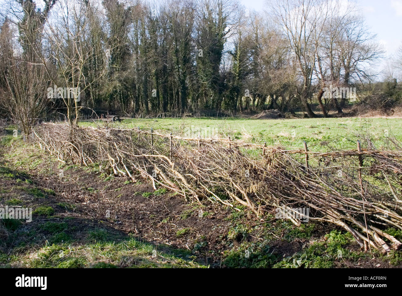Hedge Laying Detail Stock Photo - Alamy