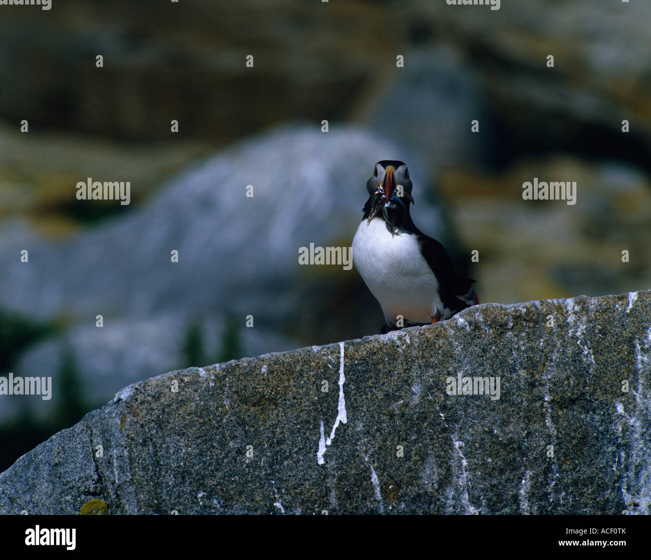 Puffin with fish in beak Stock Photo - Alamy