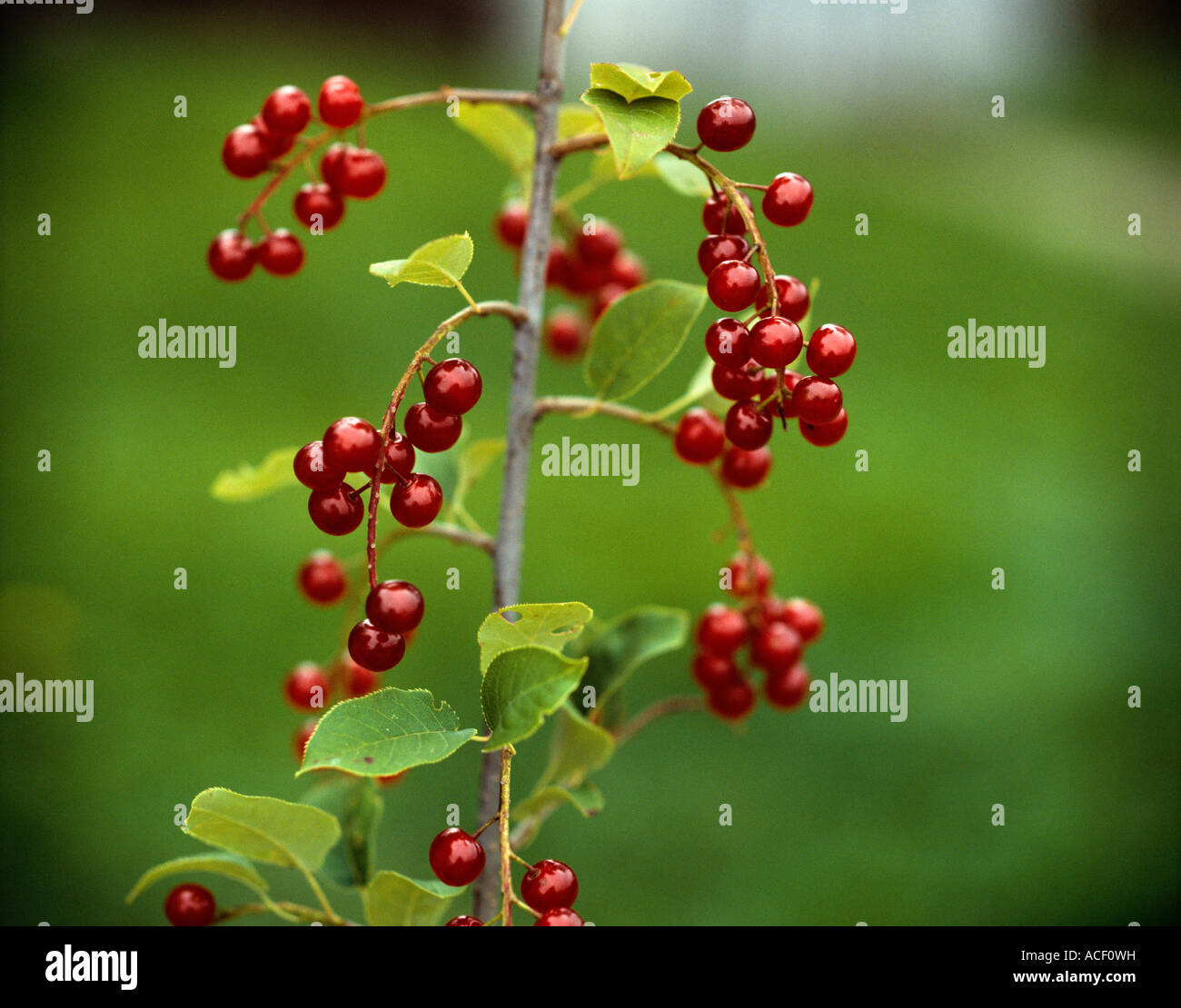 Bc tree fruits hi-res stock photography and images - Alamy