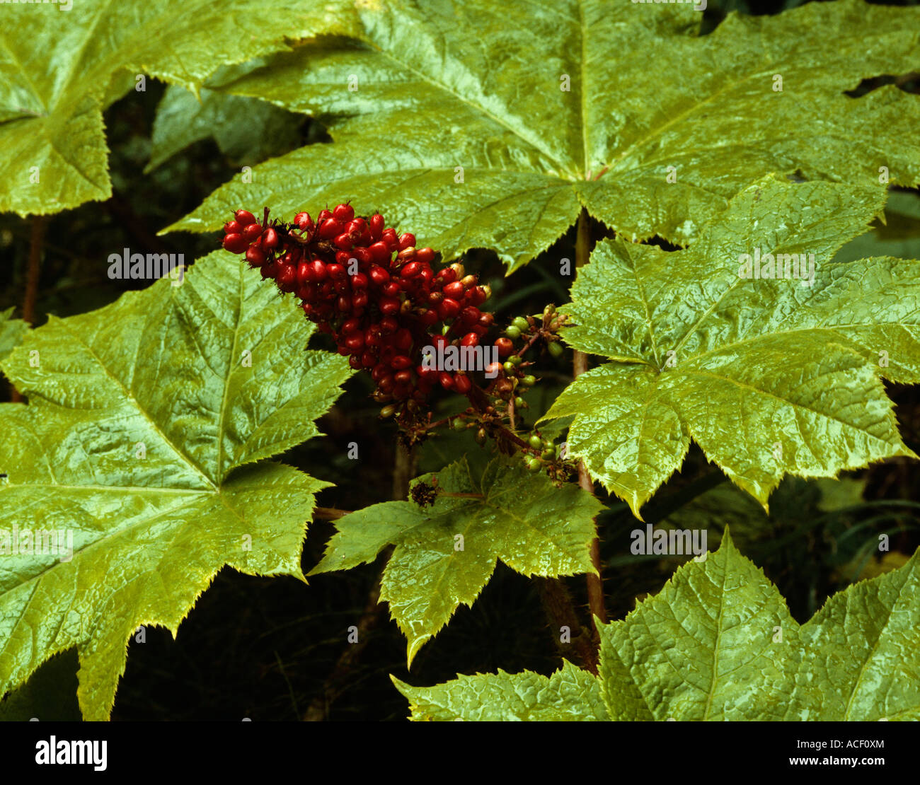 Red berries on plant Stock Photo - Alamy